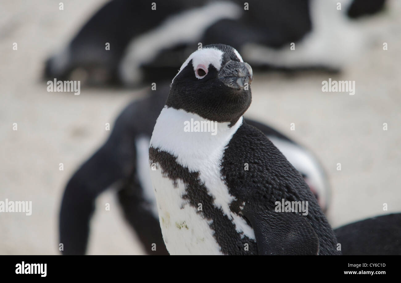 African Penguin (Spheniscus demersus) Cape Penguin on the beach at in ...