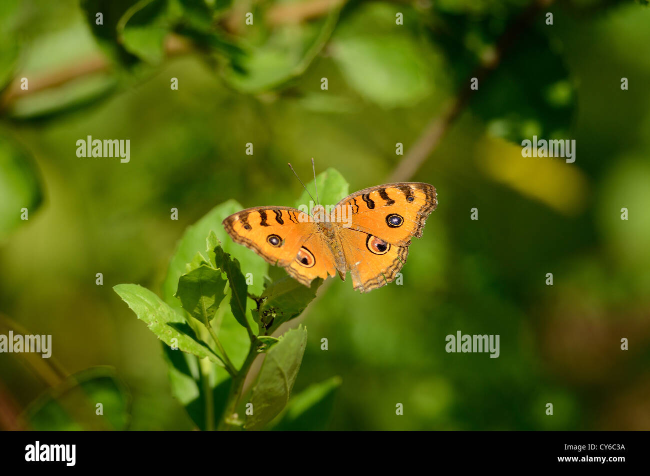 beautiful Peacock Pansy butterfly (Junonia almana) on leaf near the ...