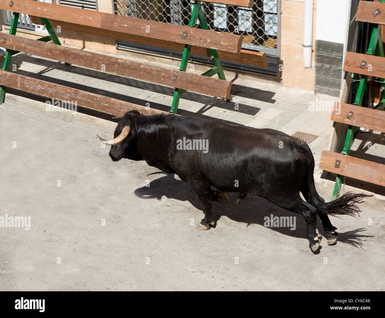 Bull at street traditional fest in Spain running of the bulls Stock ...