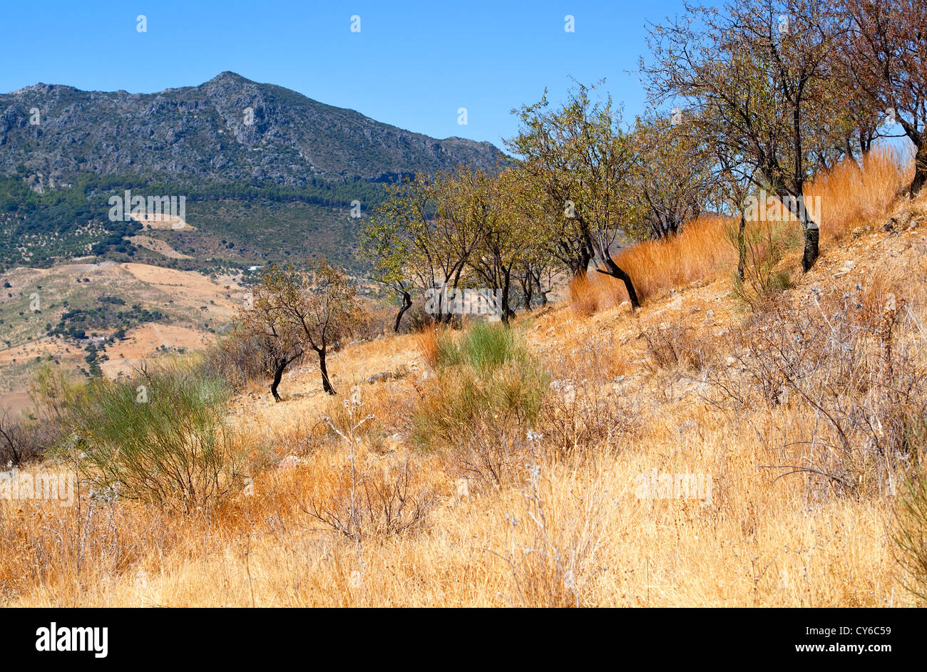 beautiful landscape with mountains and almond trees in Andalucia Stock ...