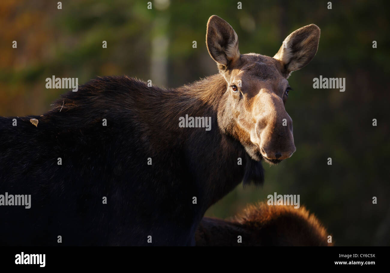Mother moose looking at the photographer - Northern Minnesota woods ...