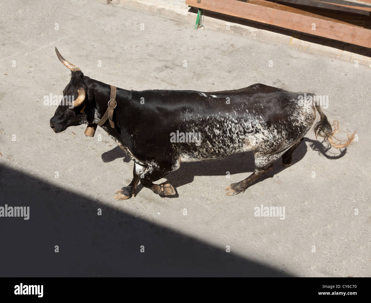 Bull at street traditional fest in Spain running of the bulls Stock ...