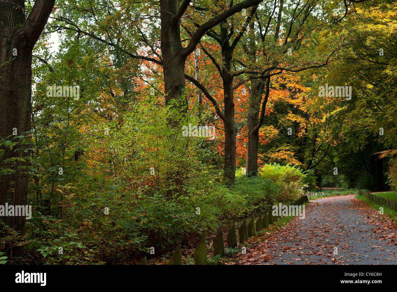 autumn colors in Stadspark, Groningen, Netherlands Stock Photo - Alamy