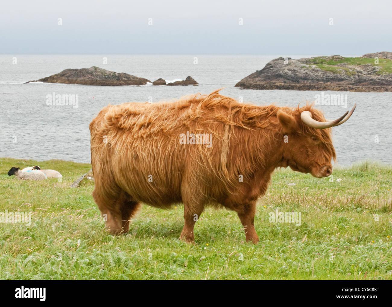 Highland Cow. Isle of Lewis. Outer Hebrides, Scotland Stock Photo - Alamy