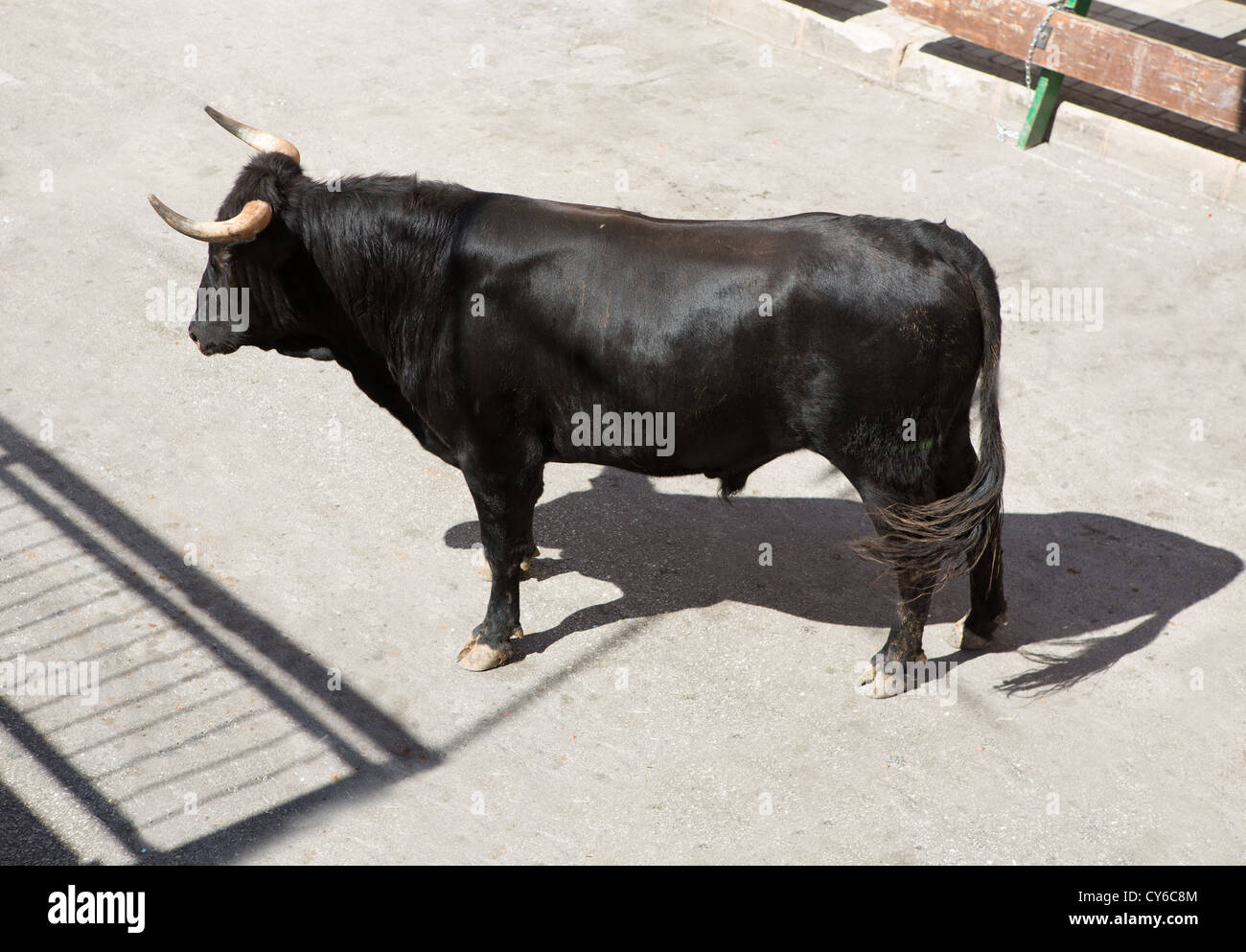 Bull at street traditional fest in Spain running of the bulls Stock ...