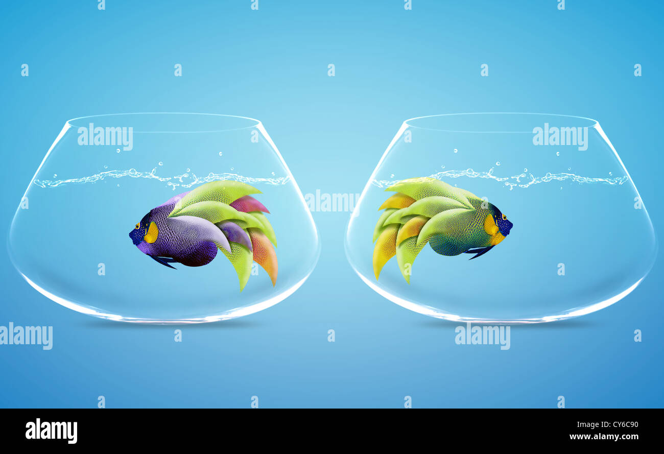Two Angel Fish High Resolution Stock Photography and Images - Alamy