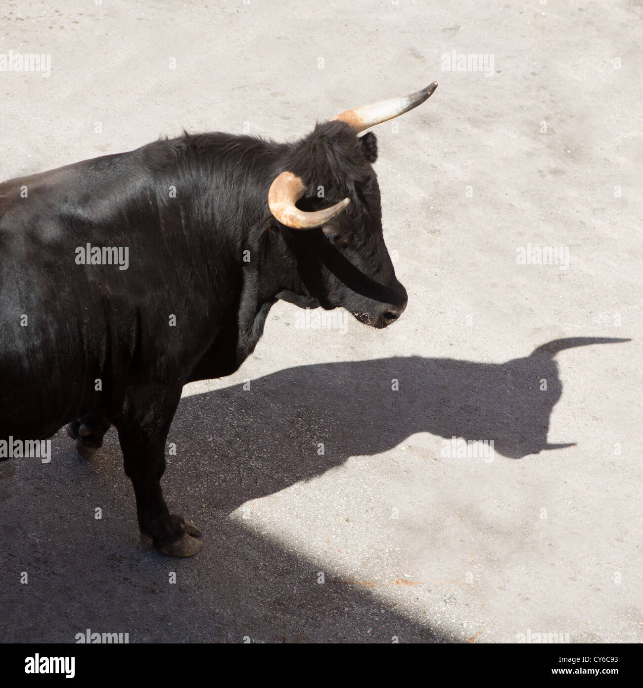 Bull at street traditional fest in Spain running of the bulls Stock ...