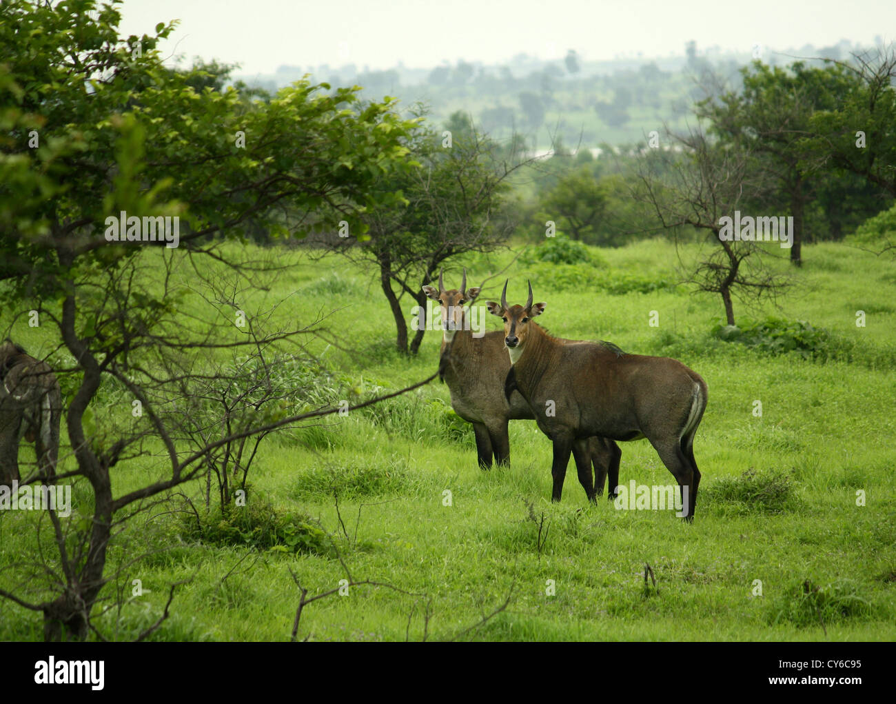Indian fauna hi-res stock photography and images - Alamy