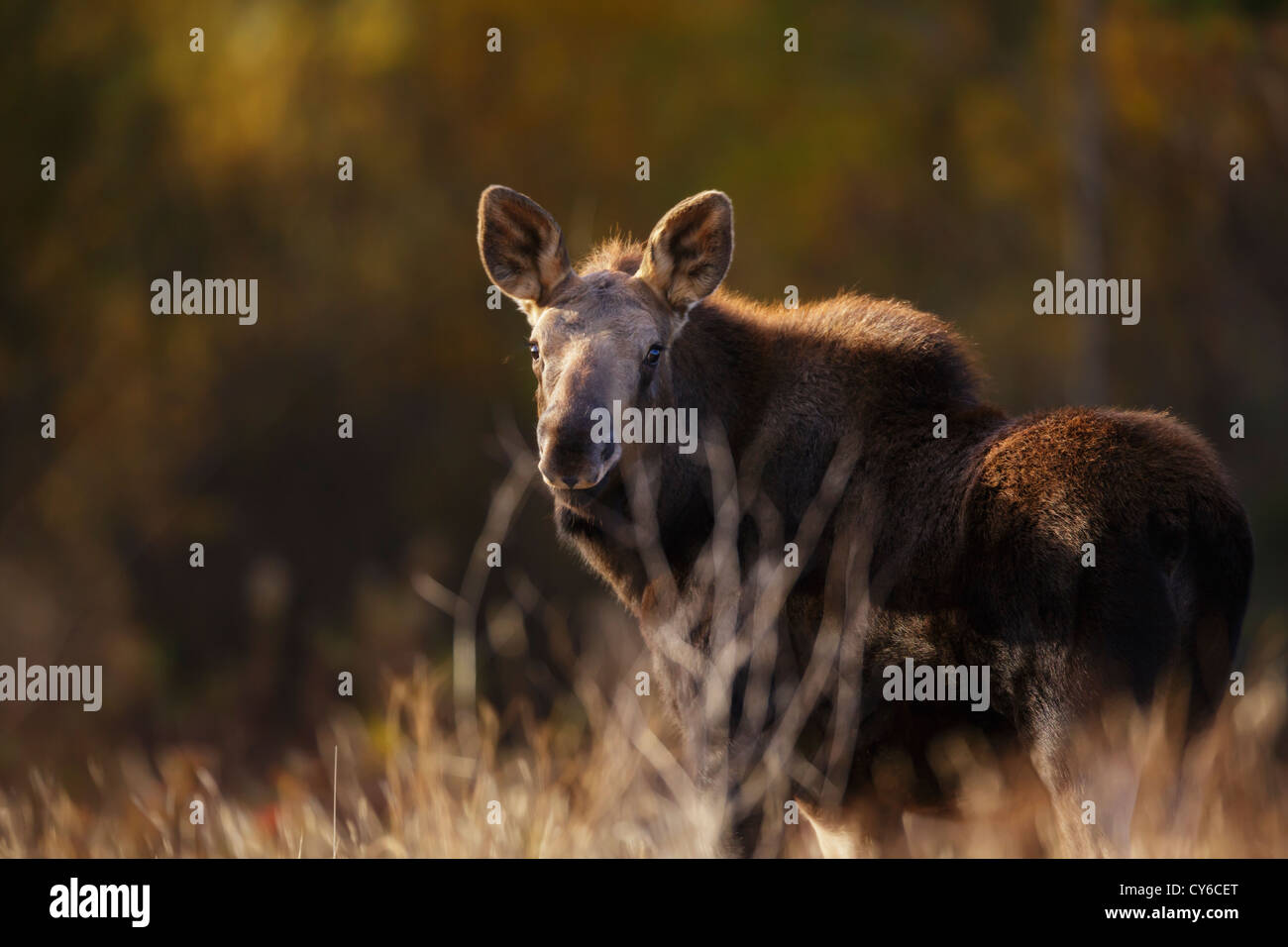 Northern moose hi-res stock photography and images - Alamy