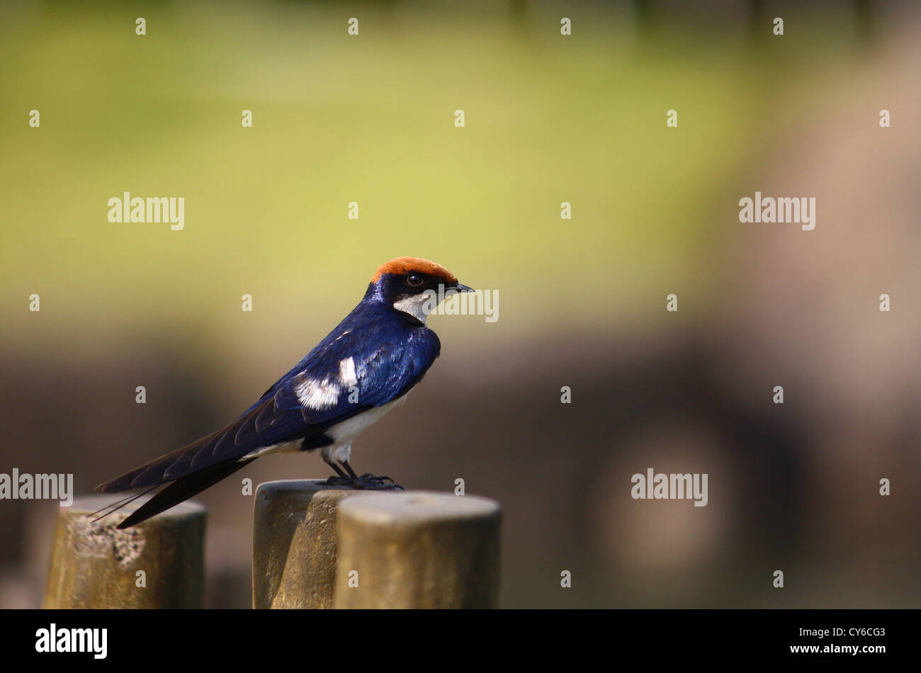 Red Rumped Swallow, resident bird species in india Stock Photo - Alamy