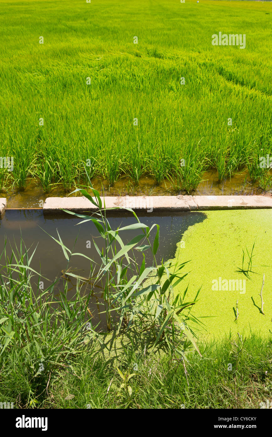 Wet day in paddy field hi-res stock photography and images - Alamy