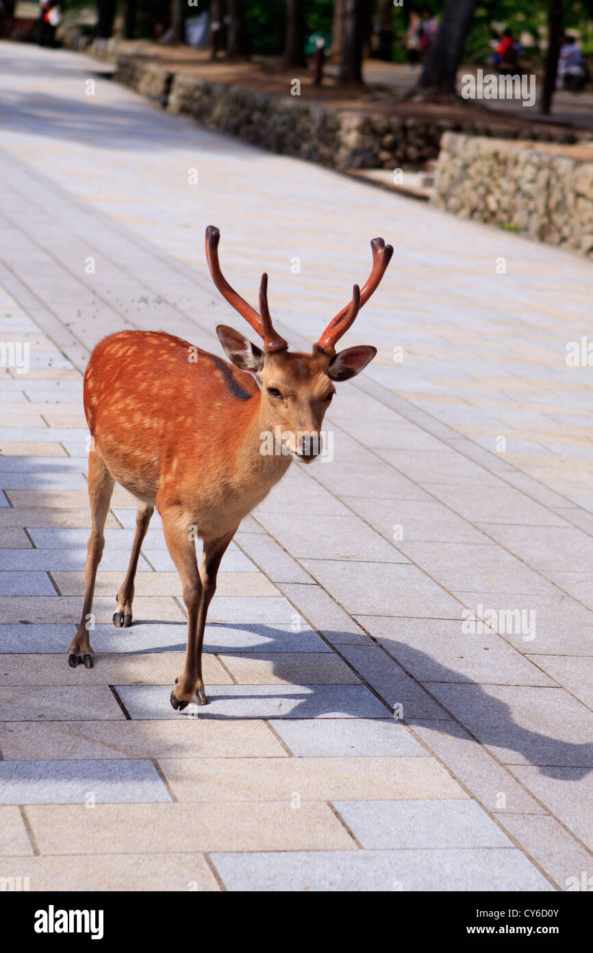 Daimonji hi-res stock photography and images - Alamy