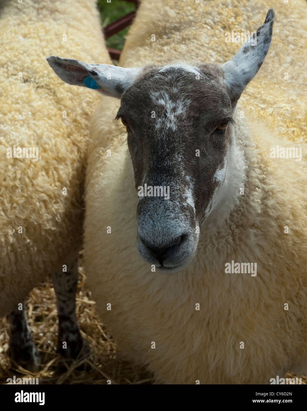 Pedigree ewe on display at the Perth Highland Show, Scotland Stock ...