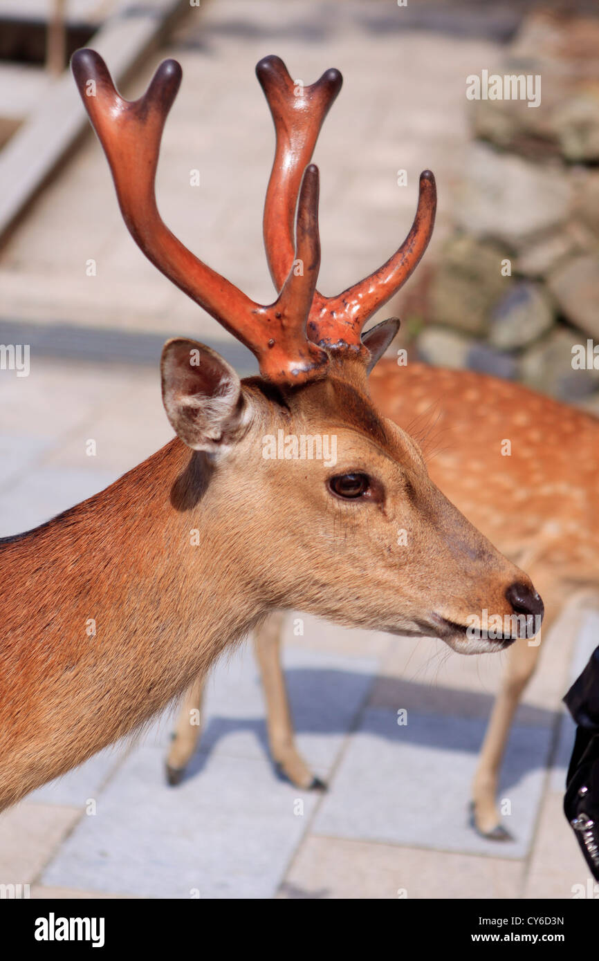 Daimonji hi-res stock photography and images - Alamy