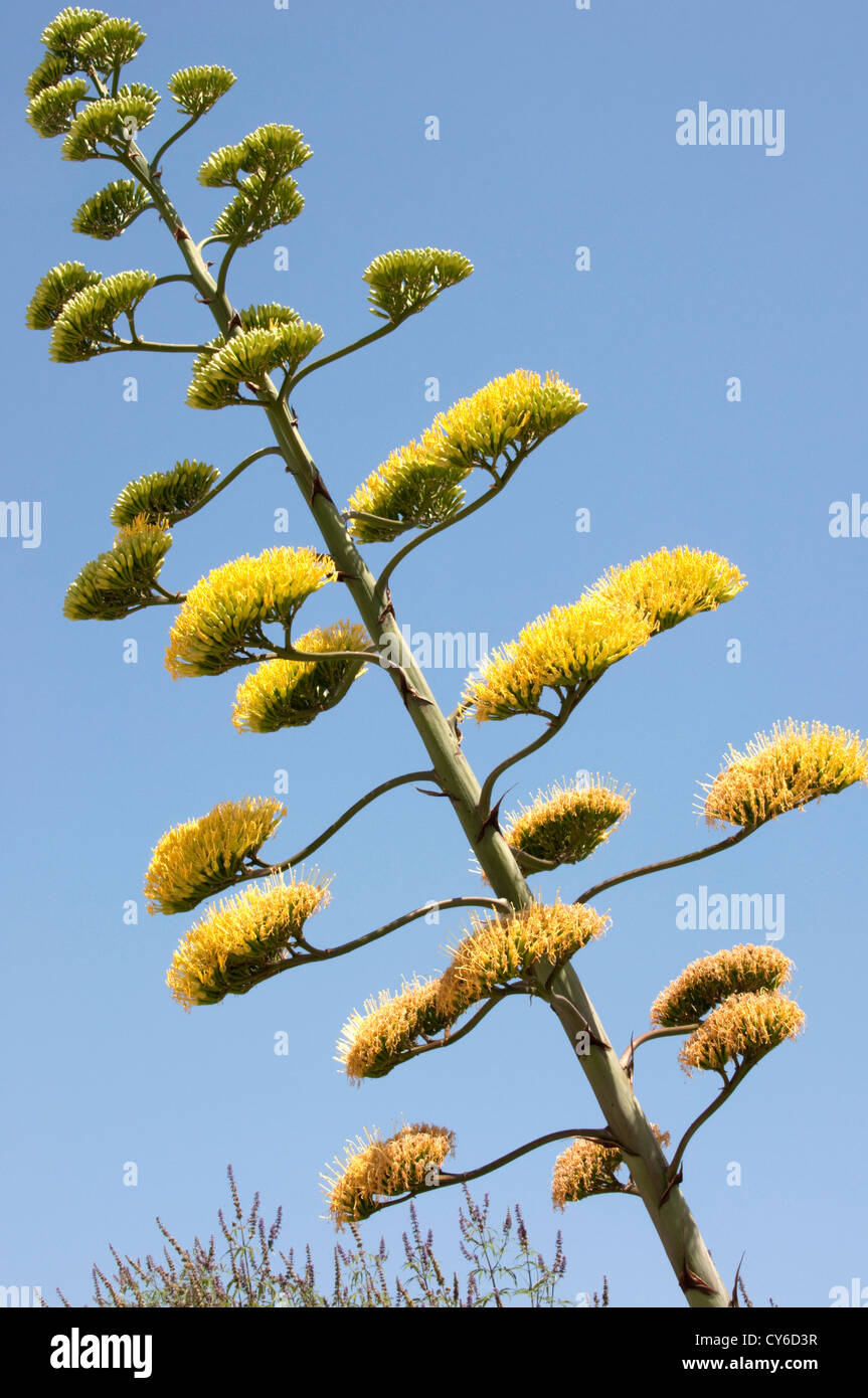 Agave tree hi-res stock photography and images - Alamy