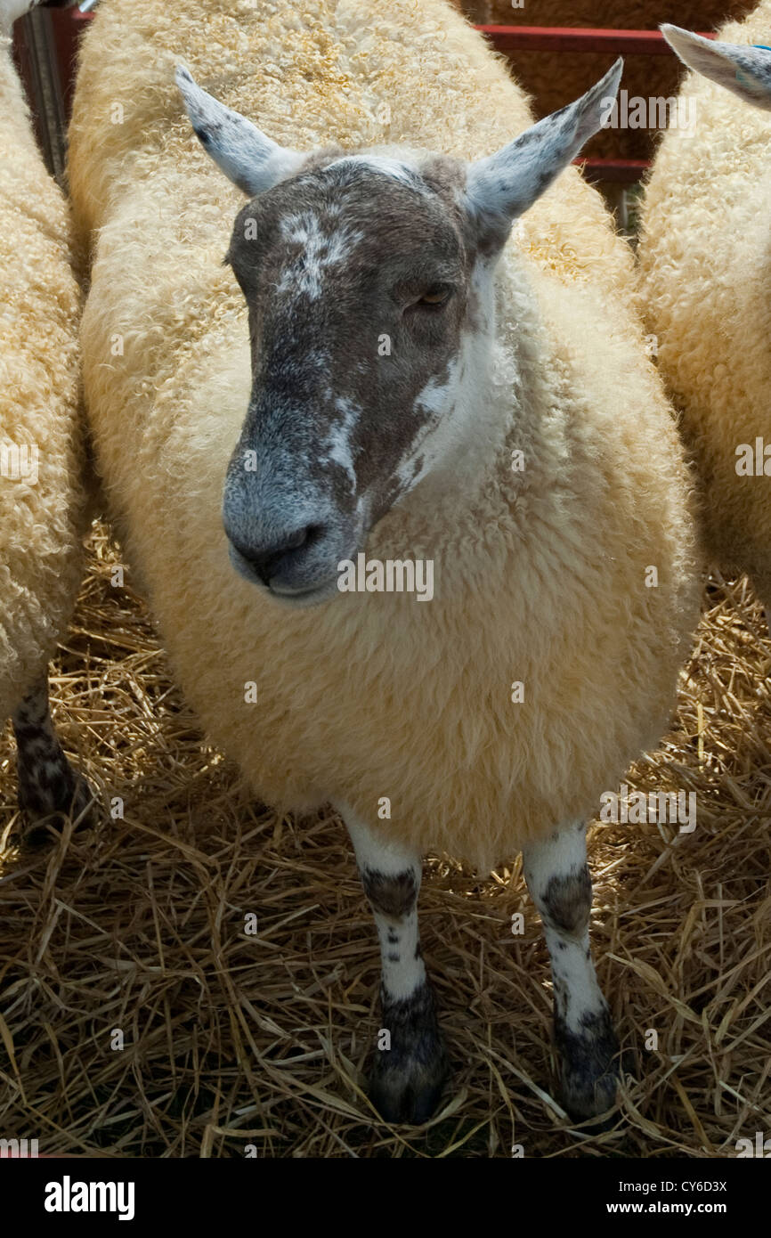 Perth royal show hi-res stock photography and images - Alamy