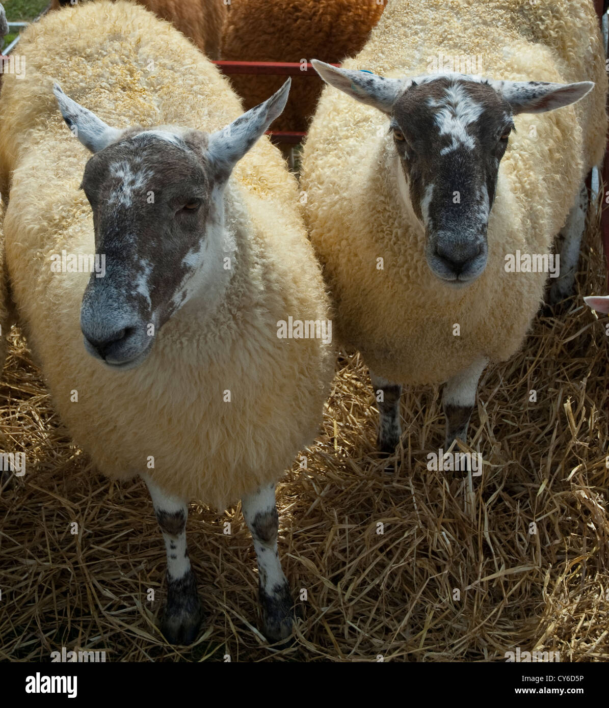 Two pedigree ewes on display at the Perth Highland Show, Scotland Stock ...