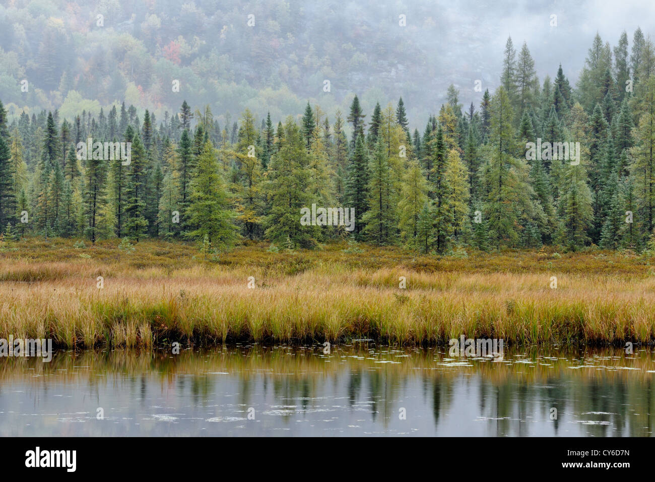 Marshland along Opeongo Lake Road, Algonquin Provincial Park, Ontario ...