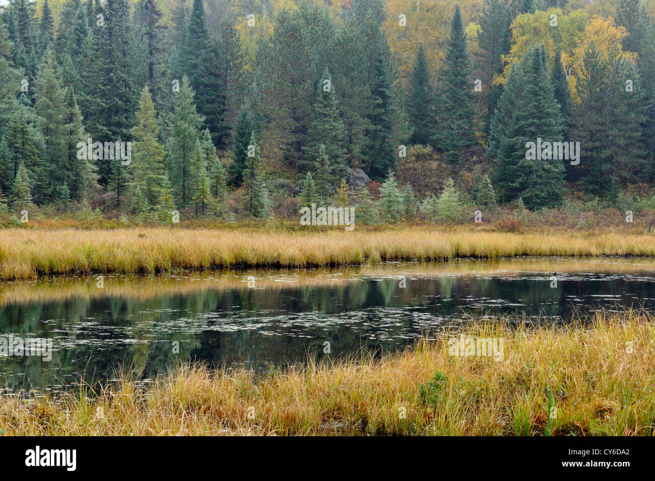 Marshland along Opeongo Lake Road, Algonquin Provincial Park, Ontario ...