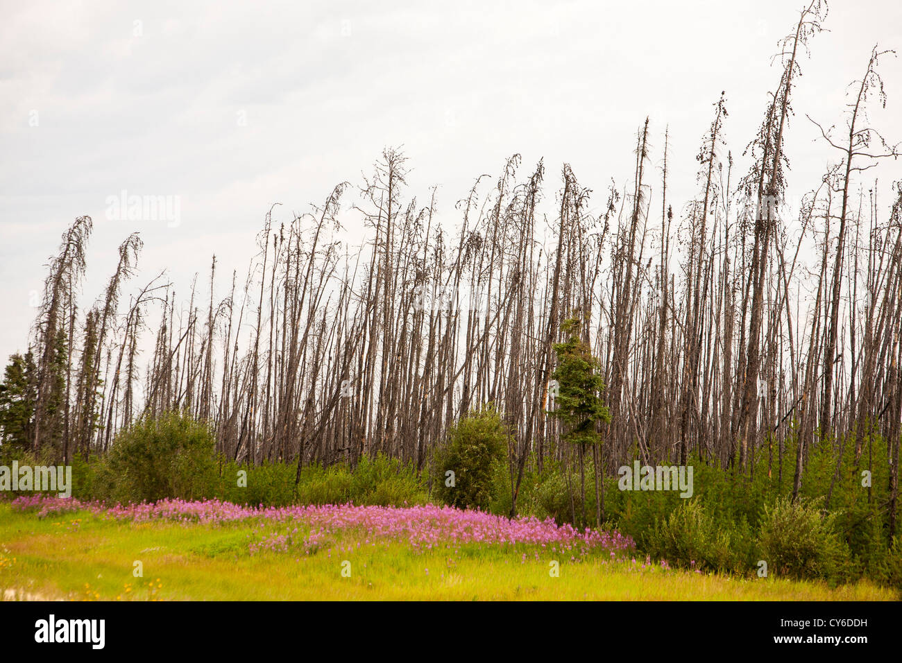 Boreal Forest burnt near Fort McMurray, Alberta, Canada Stock Photo - Alamy