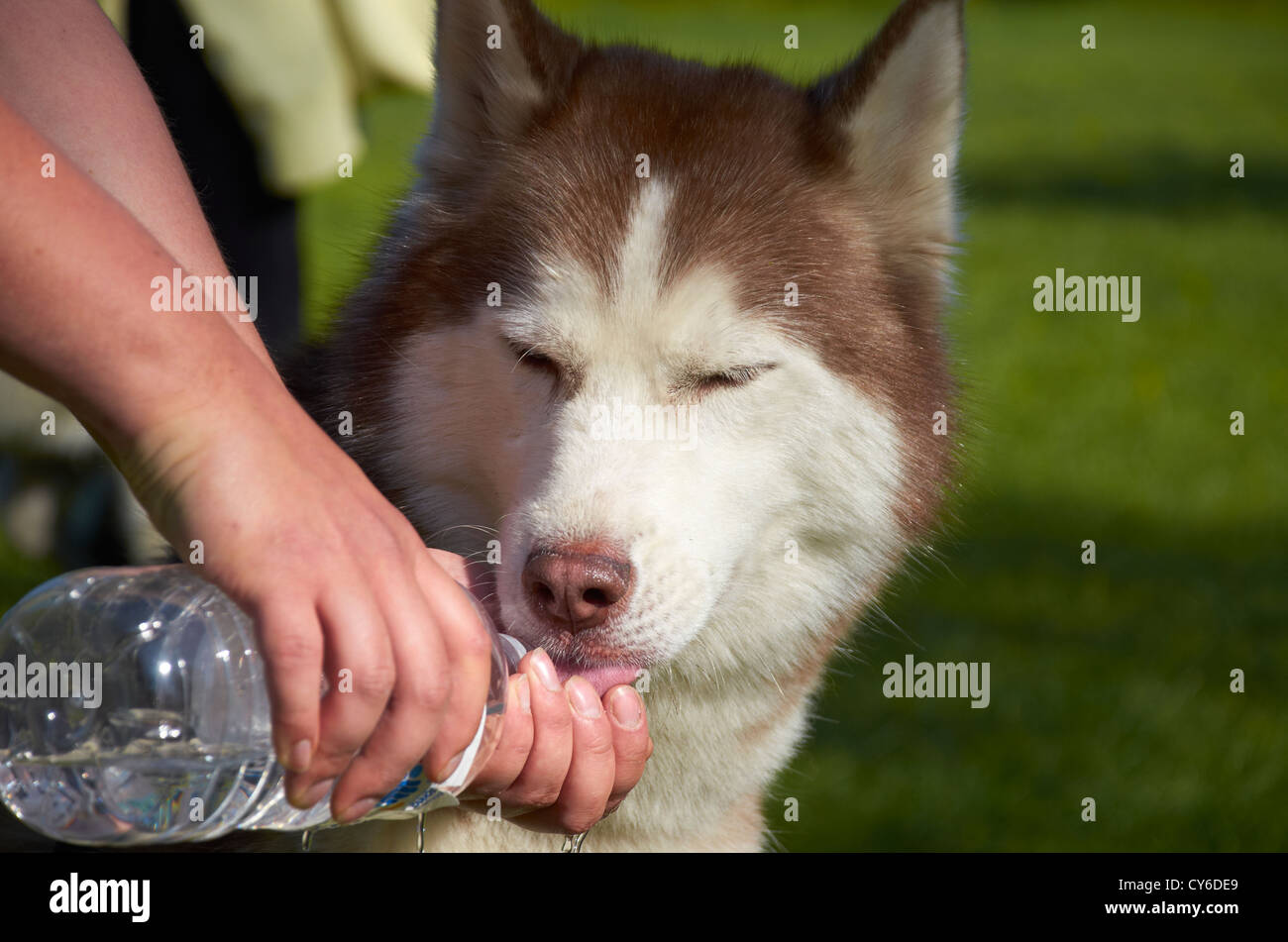 Dog with hot water bottle hi-res stock photography and images - Alamy