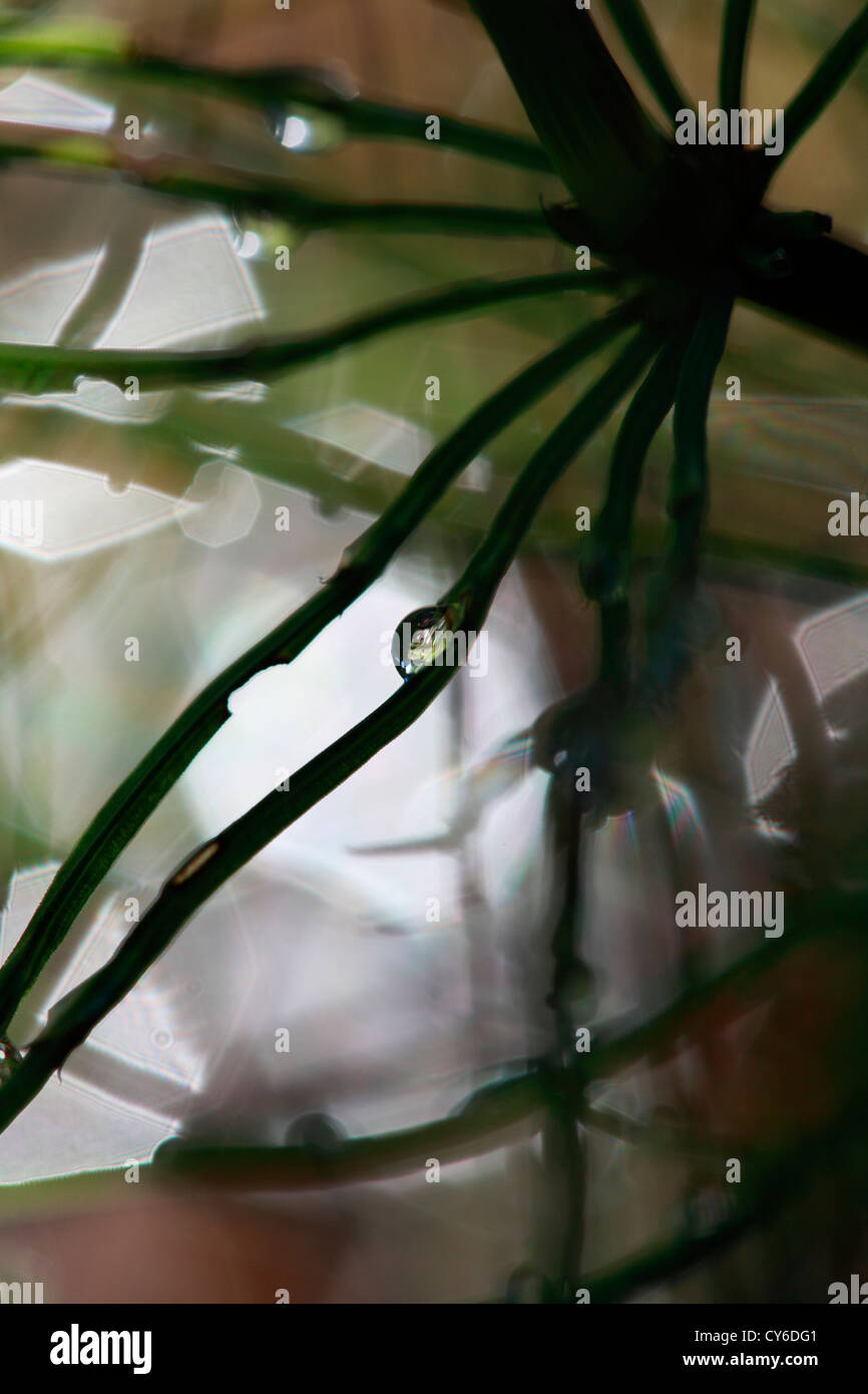 Close up of a horsetail plant (Equisetum arvense)covered with dew drops ...