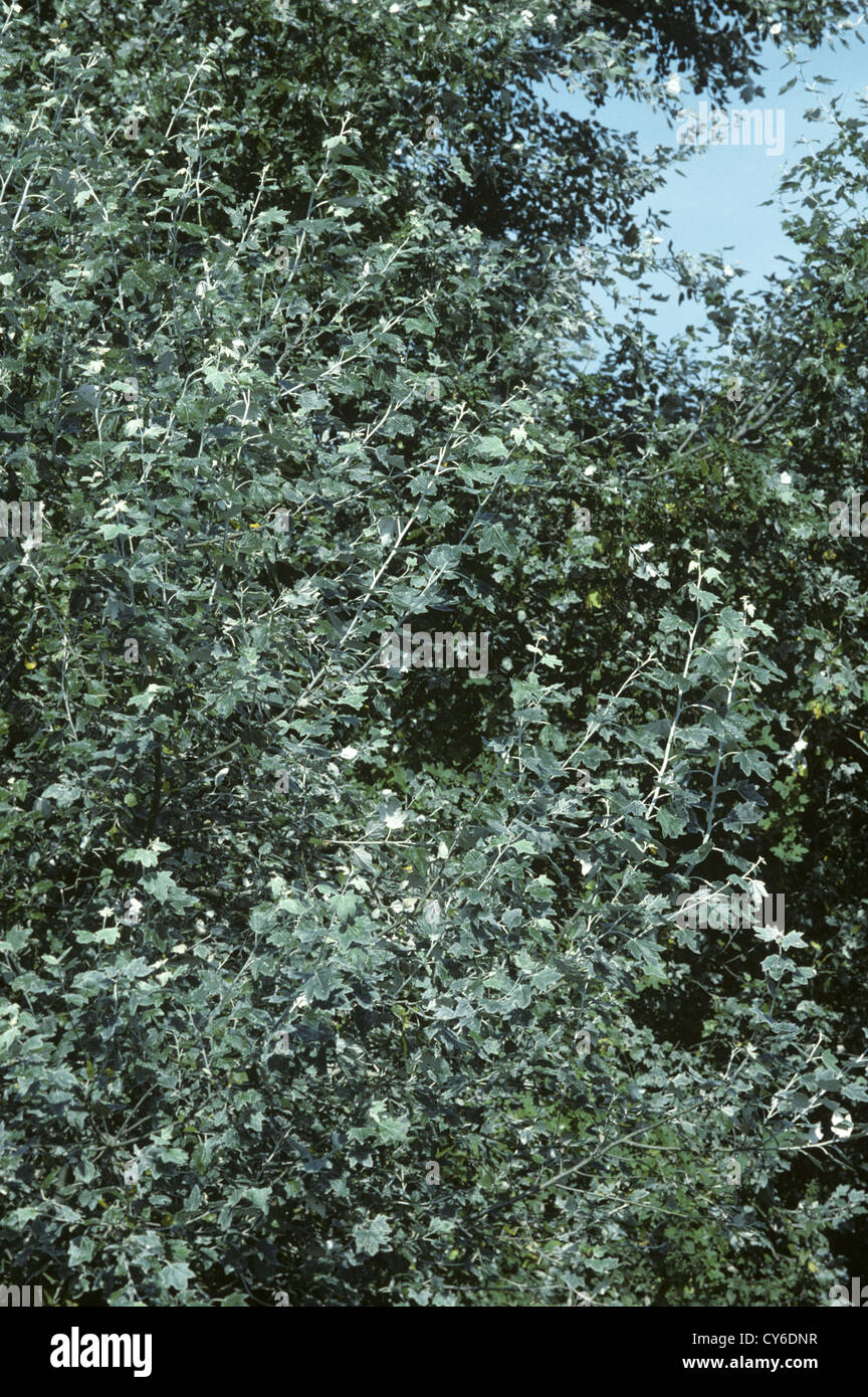 White Poplar Populus alba Salicaceae Stock Photo - Alamy