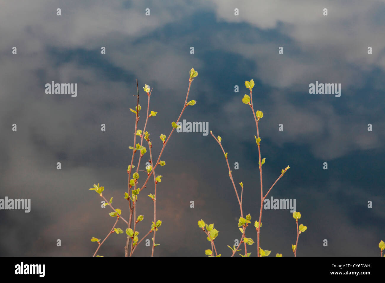 Leaf Unfolding High Resolution Stock Photography and Images - Alamy