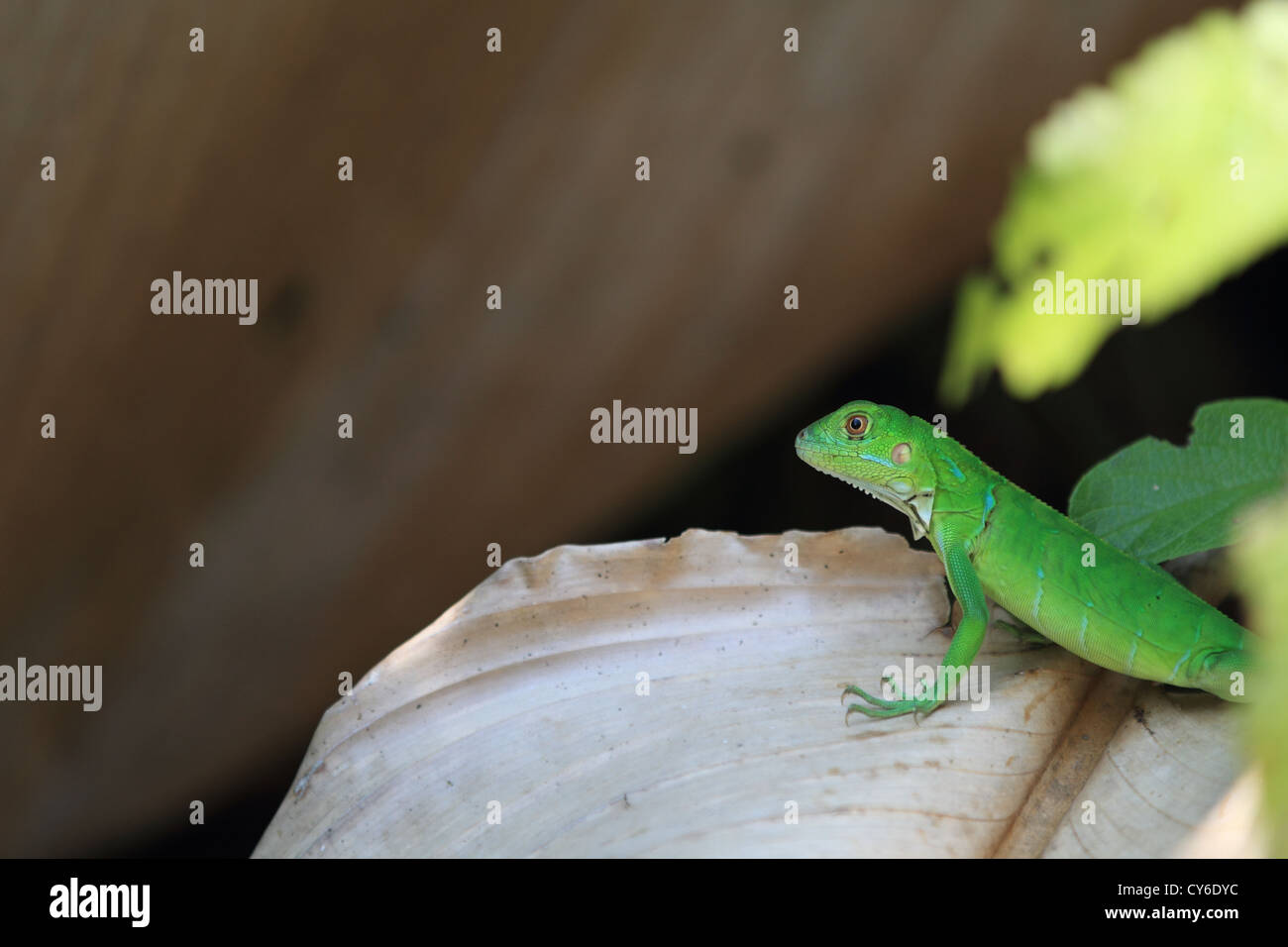 A juvenile Green Iguana (Iguana iguana rhinolopha) on a brown leaf at ...