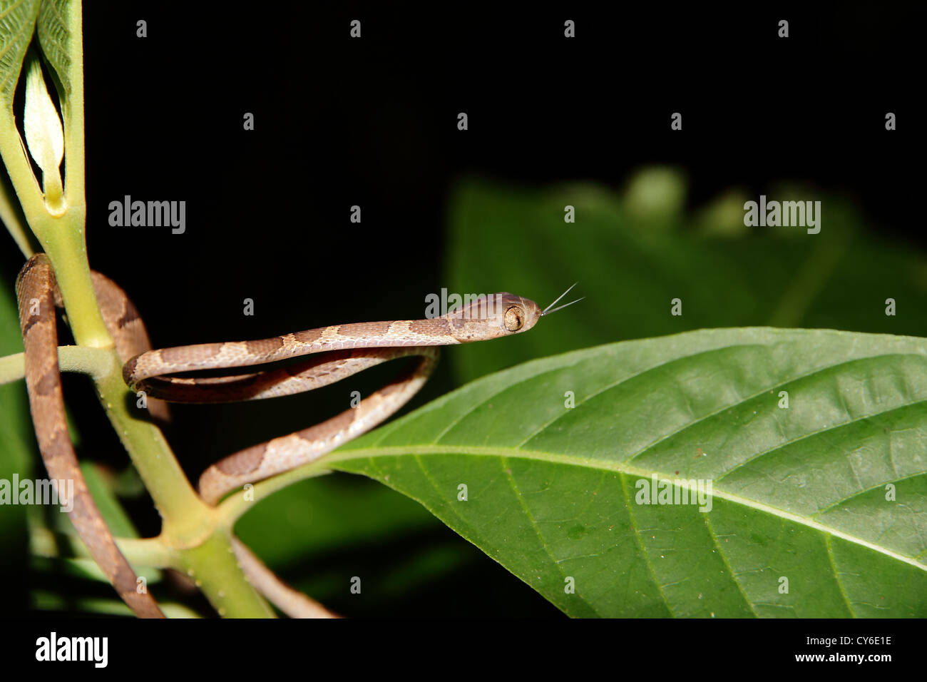A Blunt Headed Tree Snake (Imantodes cenchoa) sitting on a branch ...