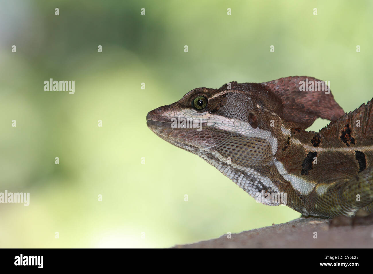 Basilisk Lizard Water High Resolution Stock Photography and Images - Alamy