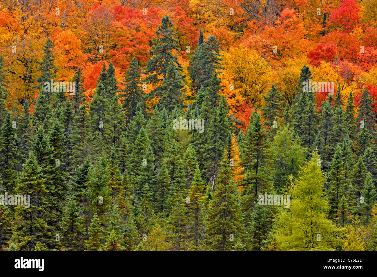 Spruce trees at the base of a hillside of maple trees, Algonquin ...