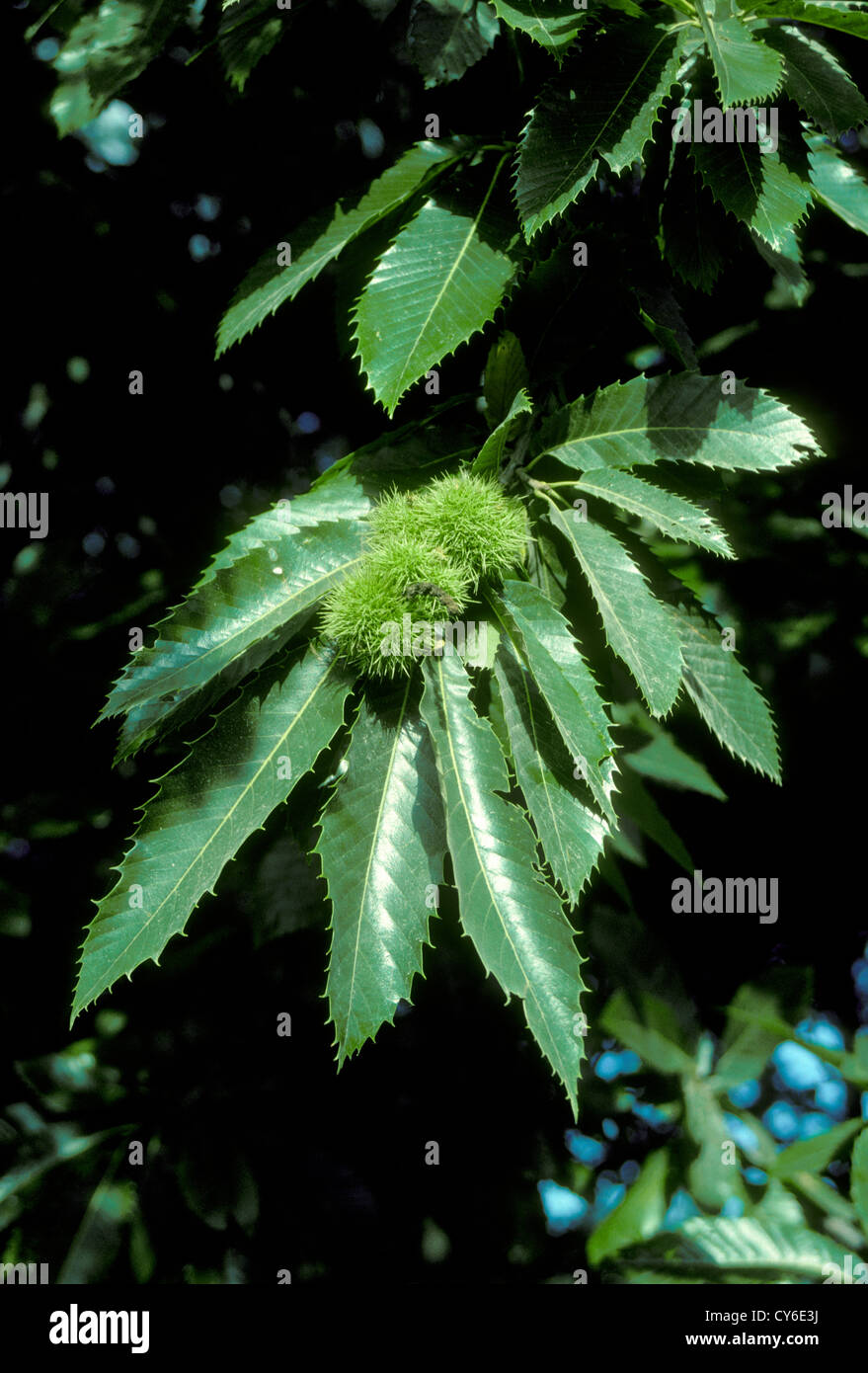 Spike chestnut cases hi-res stock photography and images - Alamy