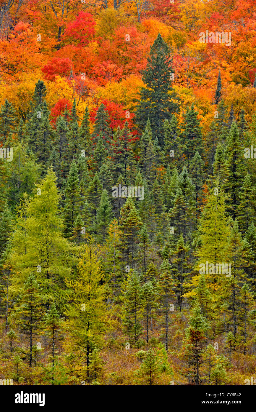 Spruce trees at the base of a hillside of maple trees, Algonquin ...