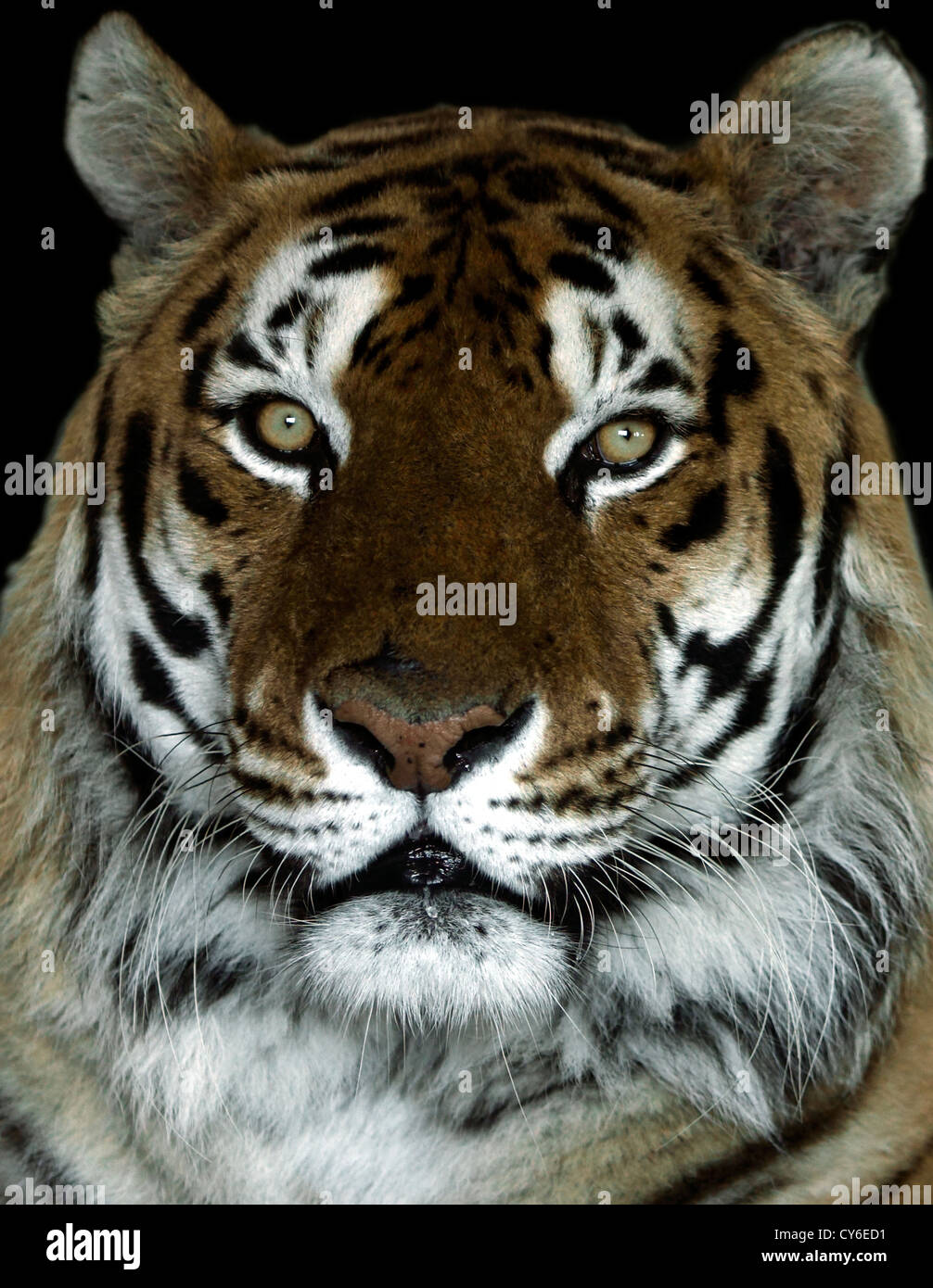 Bengal cat open mouth tongue hi-res stock photography and images - Alamy