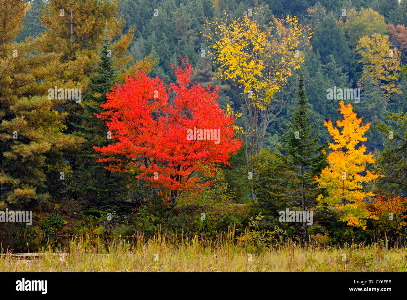 Red Maple Tree Forest