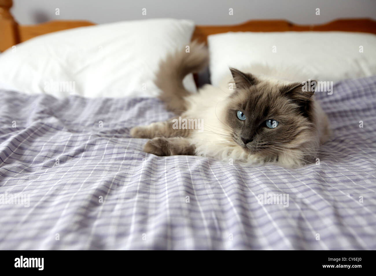 RAGDOLL CATS SLEEPING ON A BED Stock Photo - Alamy