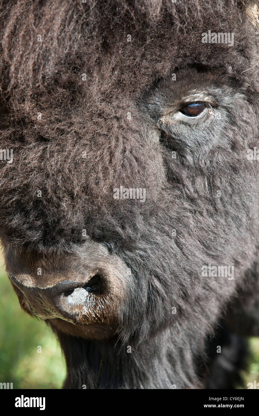 Bison footprint hi-res stock photography and images - Alamy