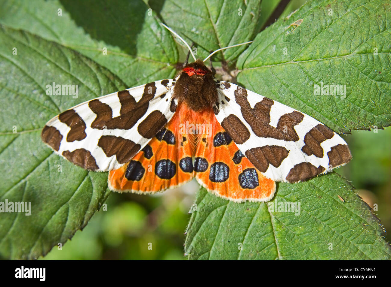 Garden Tiger Moth on Leaf Stock Photo - Alamy