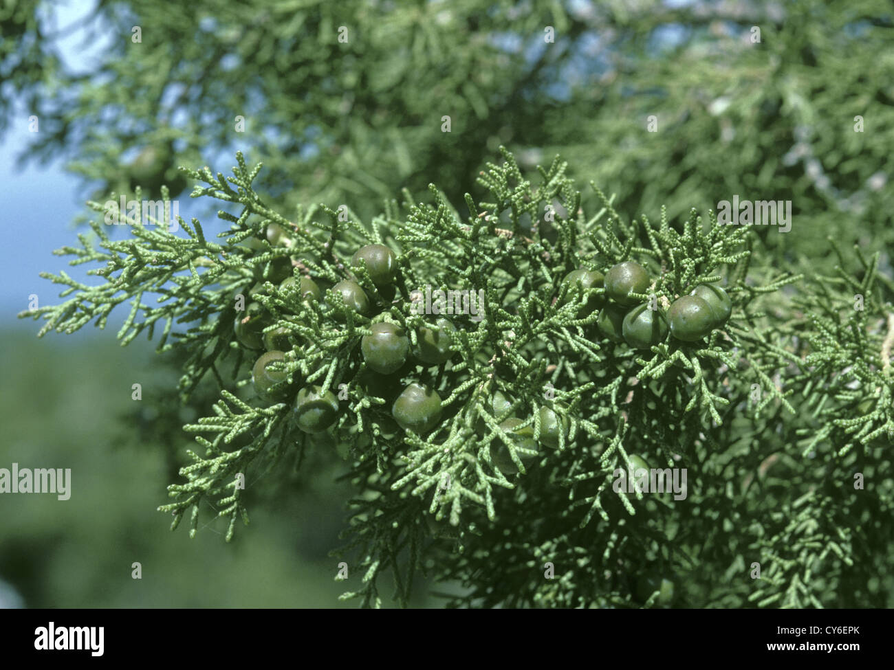 Common Juniper Juniperus communis Cupressaceae Stock Photo - Alamy