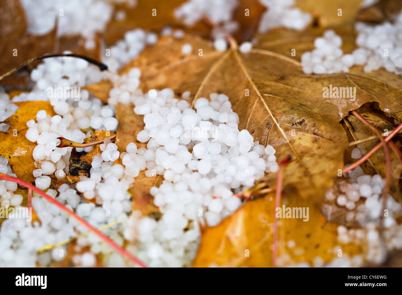 Hail on the ground hi-res stock photography and images - Alamy