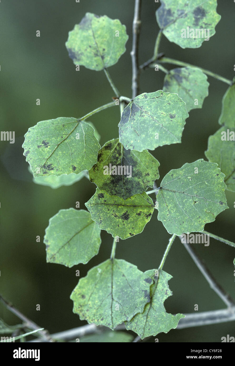 Aspen populus tremulus salicaceae hi-res stock photography and images ...