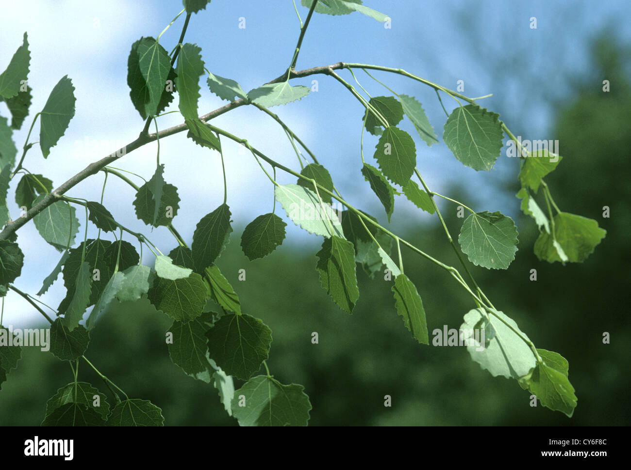 Aspen Populus tremulus Salicaceae Stock Photo - Alamy