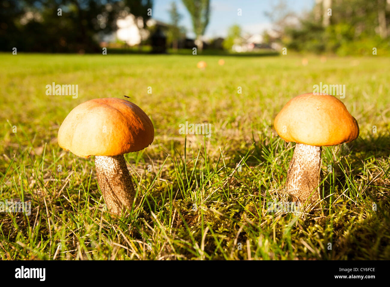 Fungus alberta hi-res stock photography and images - Alamy