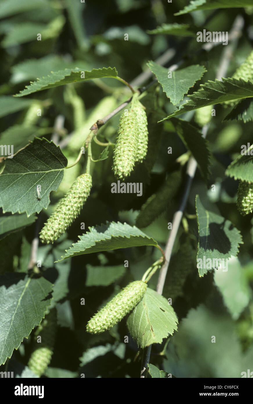 Downy Birch Betula pubescens Betulaceae Stock Photo - Alamy