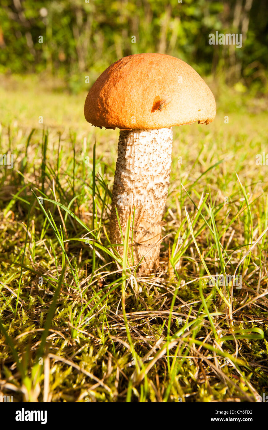 Fungus alberta hi-res stock photography and images - Alamy