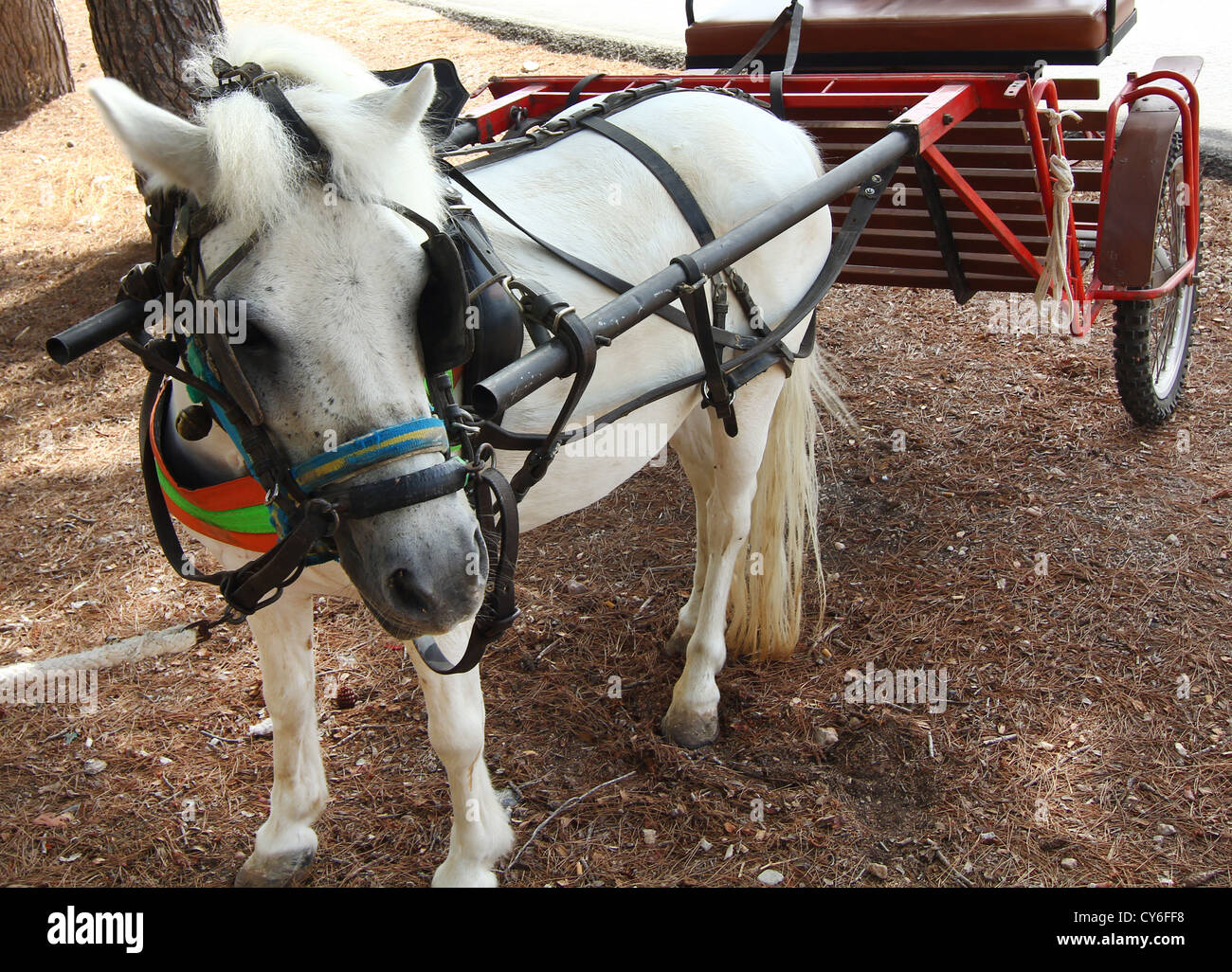 Vehicle pulled by an animal hi-res stock photography and images - Alamy