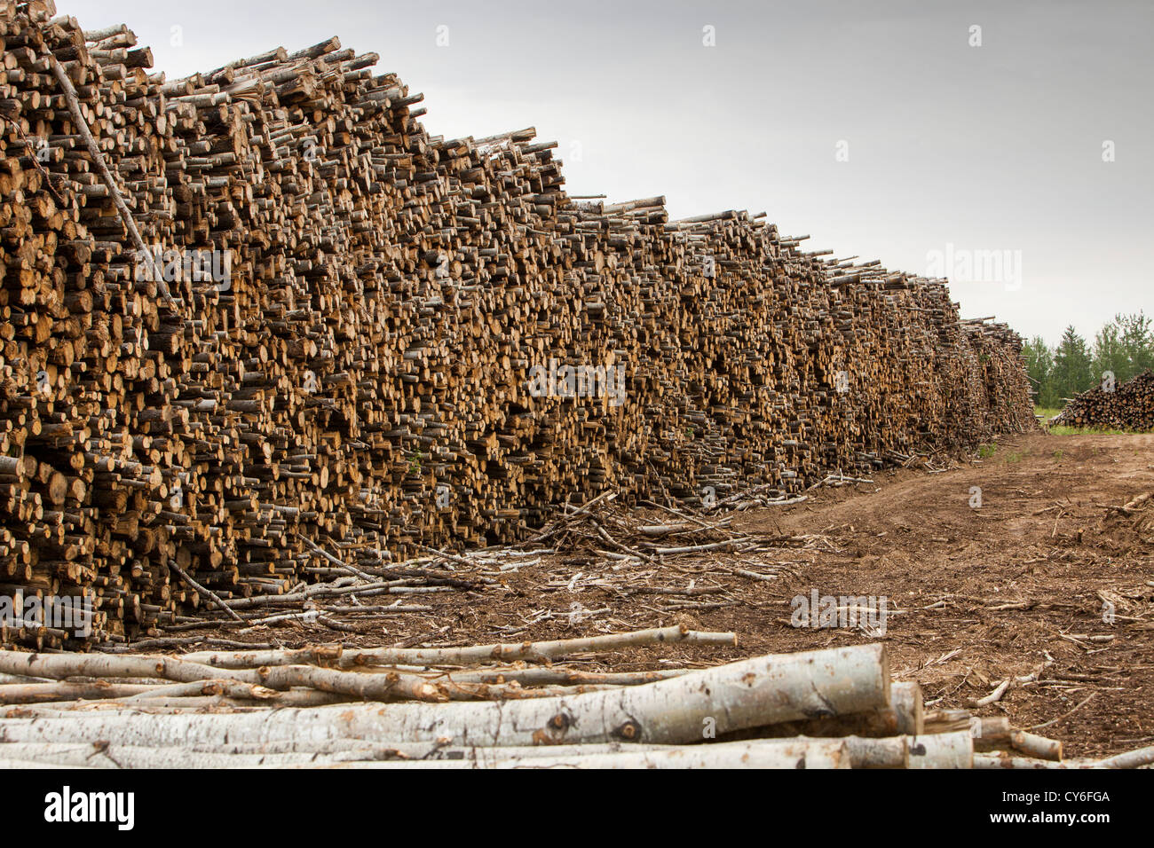 Boreal forest trees clear felled to make way for a new tar sands mine ...