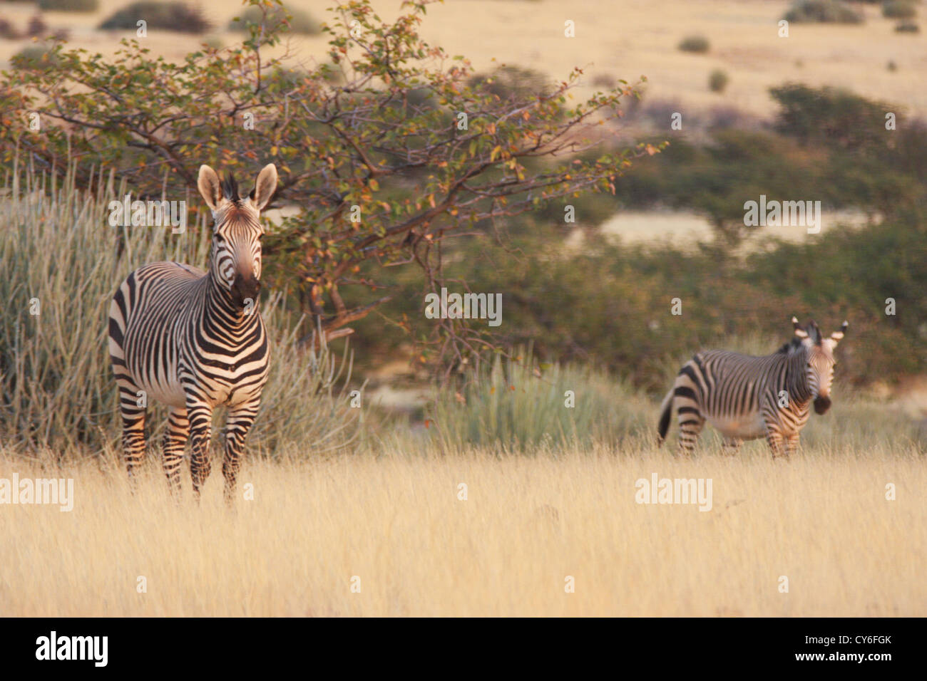 Hartmann's mountain zebra in Etosha, Namibia Stock Photo - Alamy