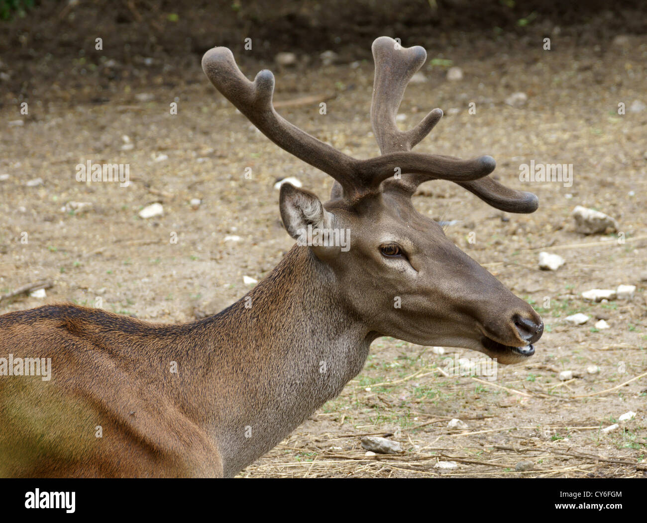 Deers head with antlers hi-res stock photography and images - Alamy